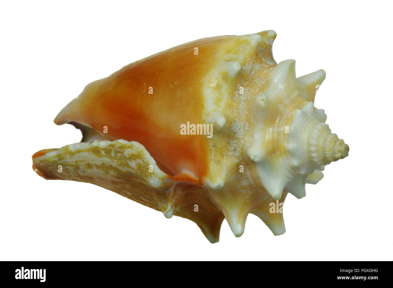 Big seashell on the white background, isolated Stock Photo - Alamy