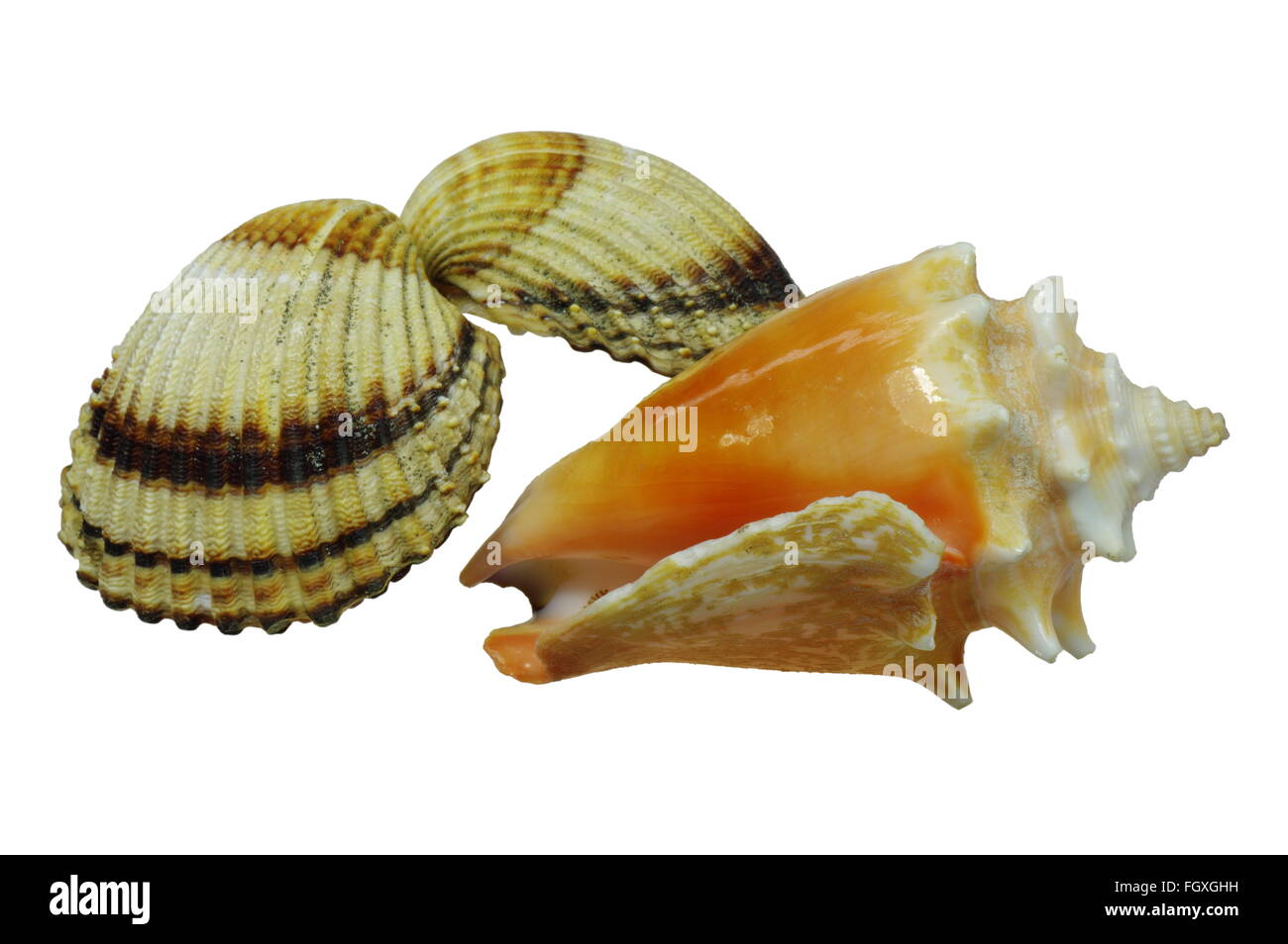 Two seashells on the white background, isolated Stock Photo - Alamy