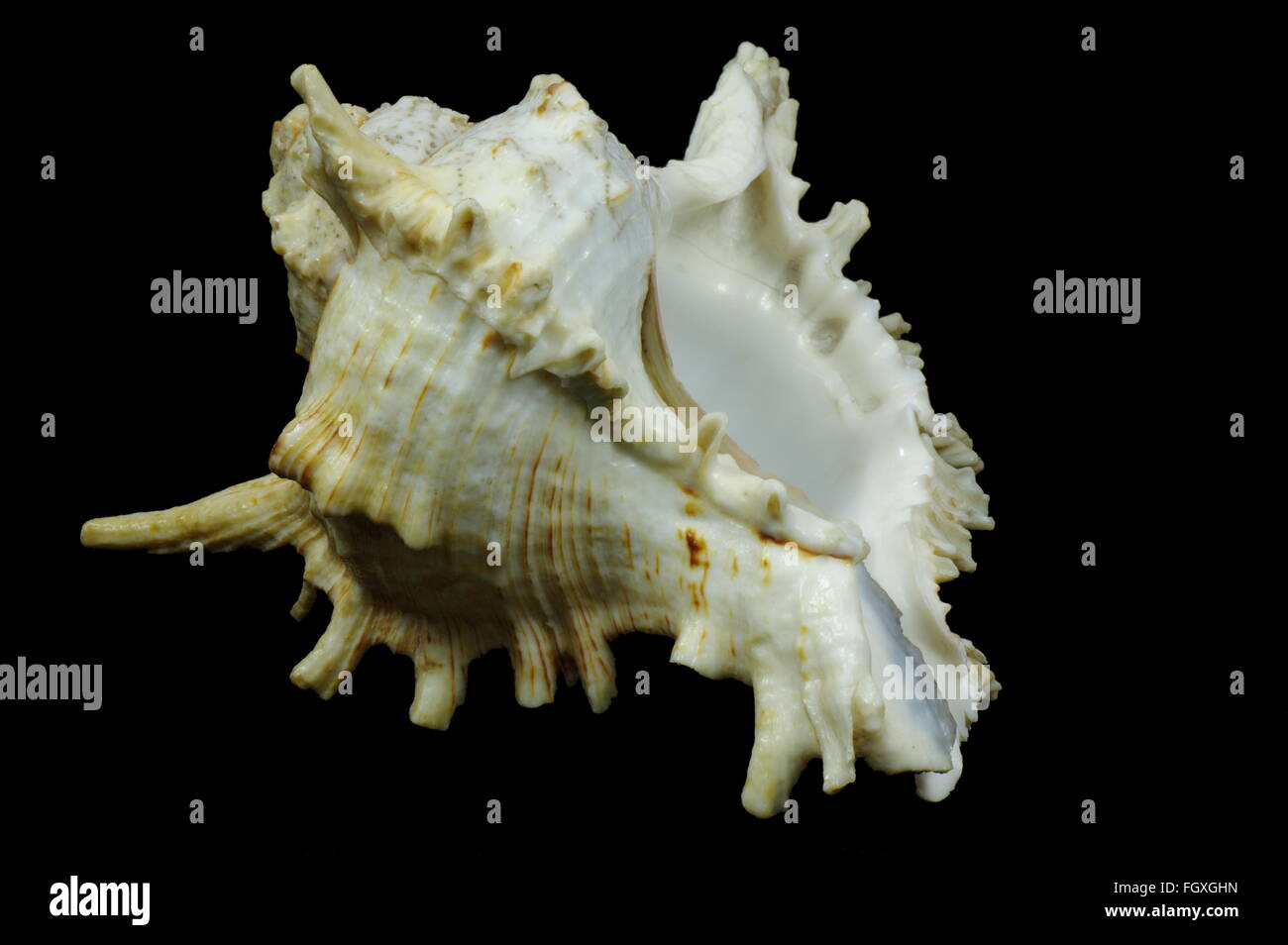 Big seashell on the black background, isolated Stock Photo - Alamy