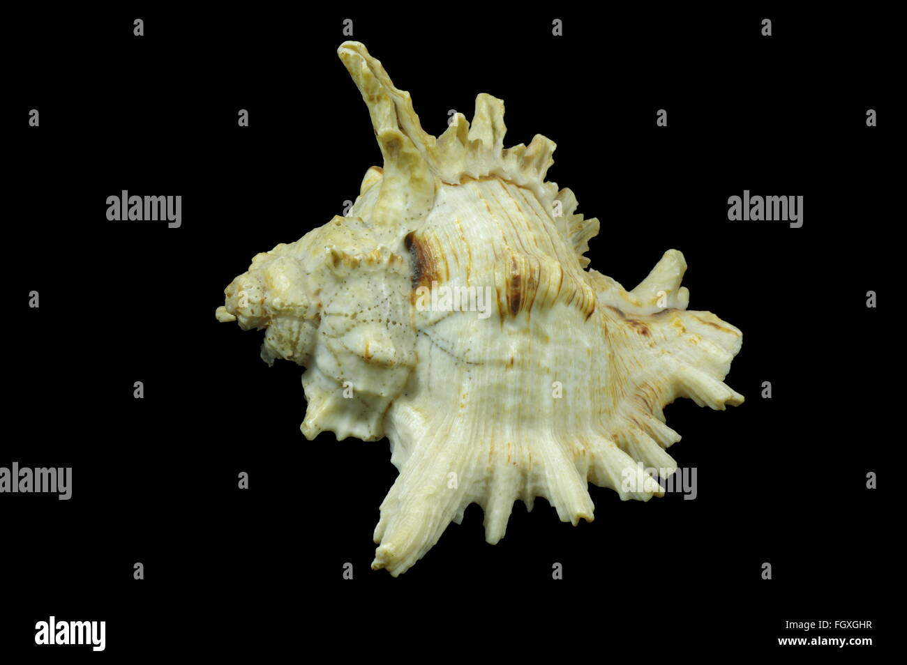 Big seashell on the black background, isolated Stock Photo - Alamy