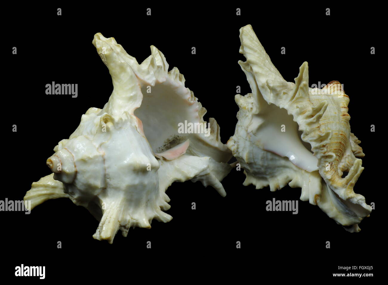 Two seashells on the black background, isolated Stock Photo - Alamy