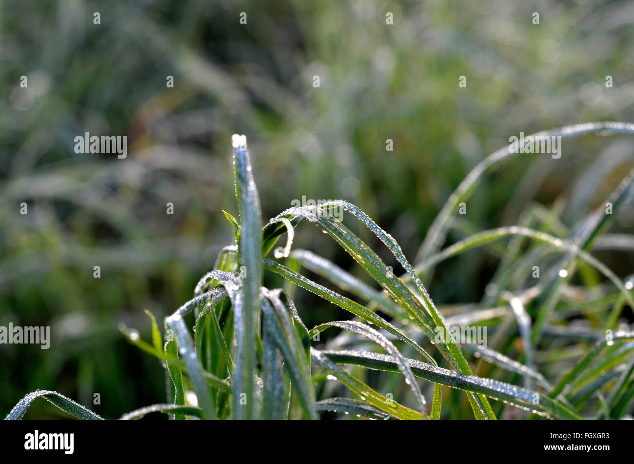 Early drop hi-res stock photography and images - Alamy