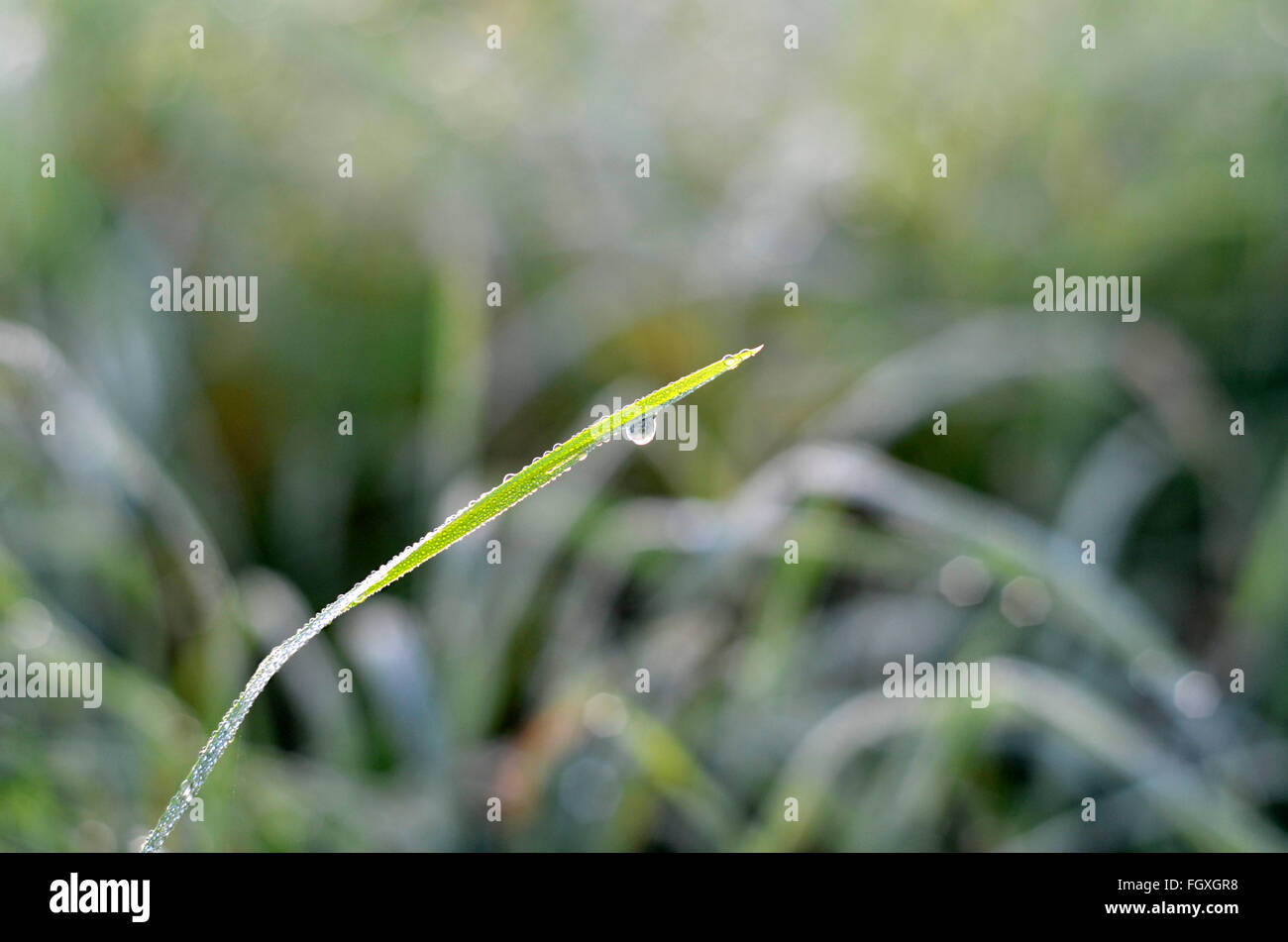 early morning grass Stock Photo - Alamy