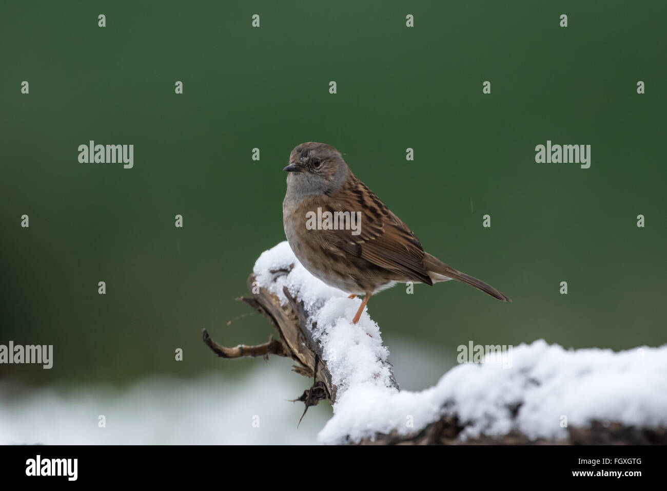 Dunnock in flight hi-res stock photography and images - Alamy