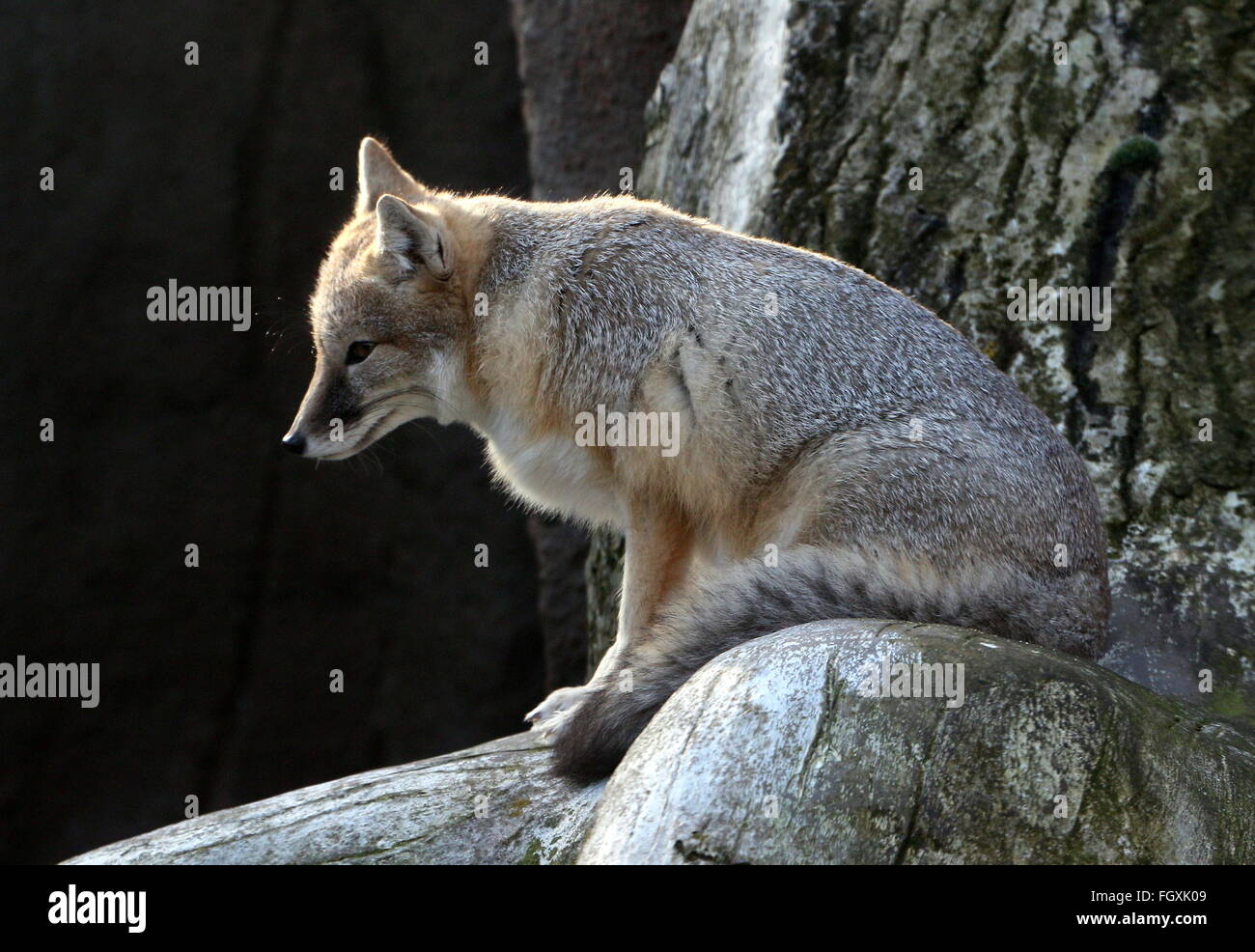North American Swift fox portrait ( Vulpes velox Stock Photo - Alamy