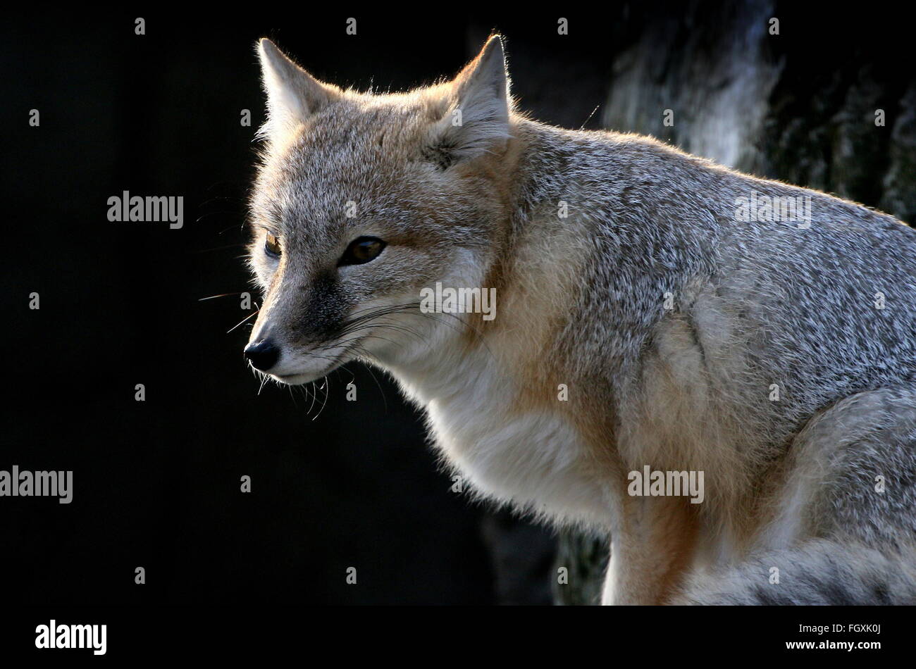Swiftfuchs hi-res stock photography and images - Alamy