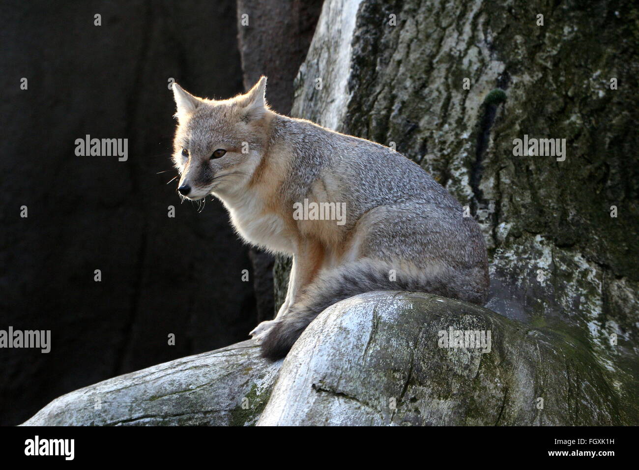 Raposa orelhuda hi-res stock photography and images - Alamy