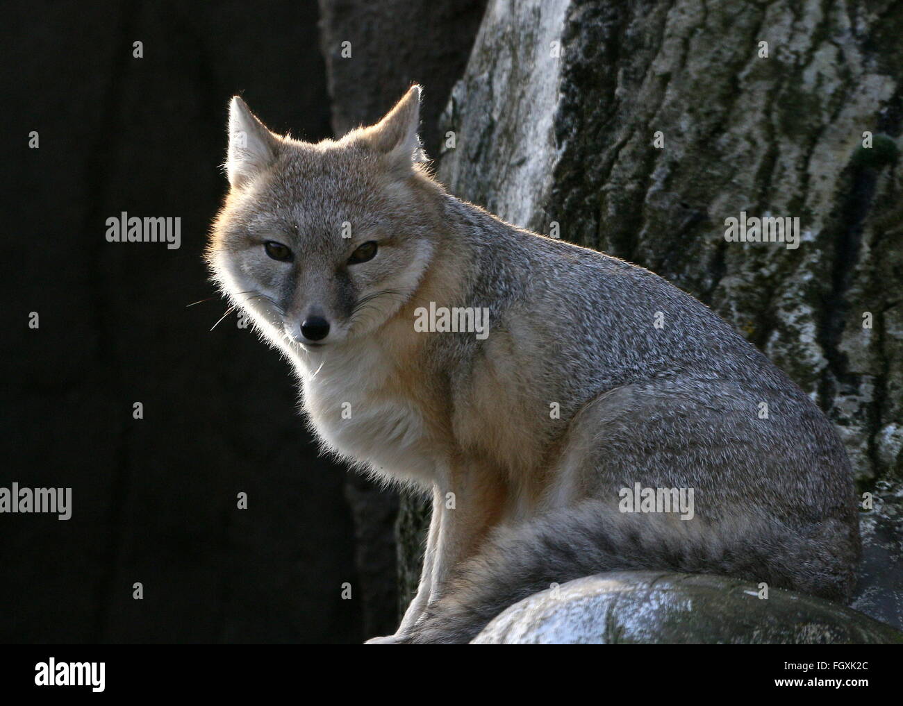 North American Swift fox portrait (Vulpes velox Stock Photo - Alamy