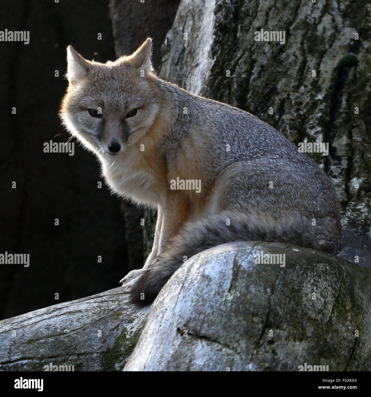 Raposa orelhuda hi-res stock photography and images - Alamy