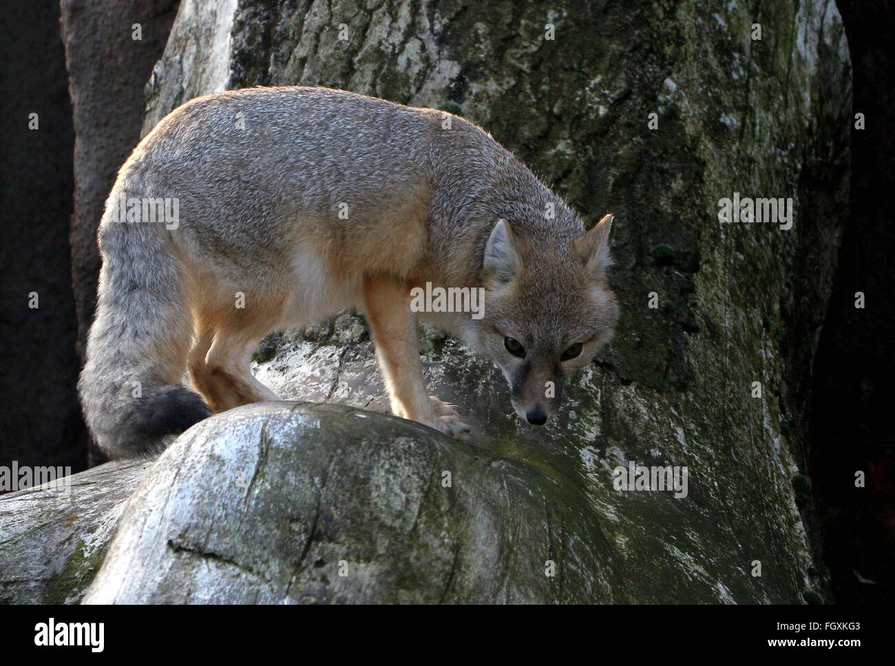 Exploring North American Swift fox (Vulpes velox Stock Photo - Alamy