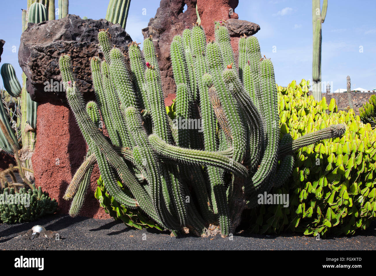 Jardin de Cactus by artist Cesar Manrique, Guatiza area, Lanzarote ...