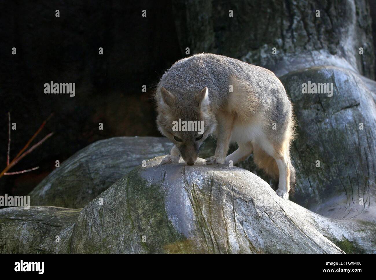 North American Swift fox exploring ( Vulpes velox Stock Photo - Alamy