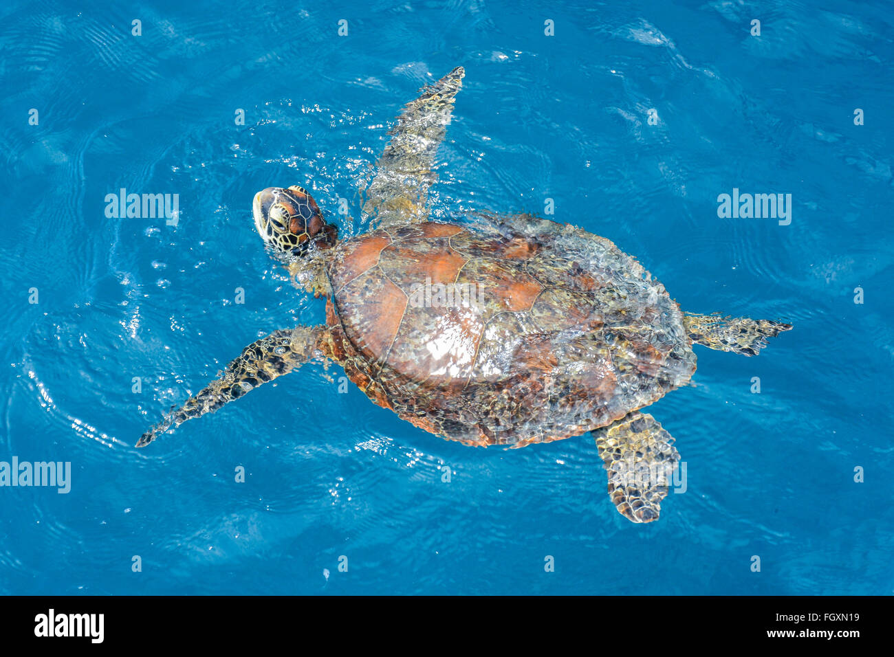 Green sea turtle in the Whitsundays, Australia Stock Photo - Alamy