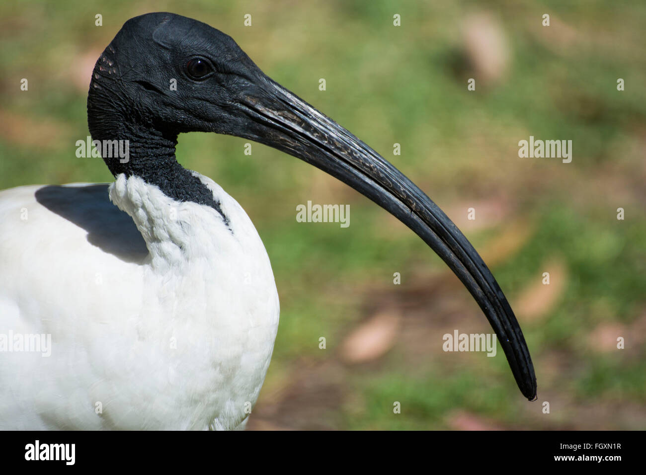 Australian White Ibis bird Stock Photo - Alamy