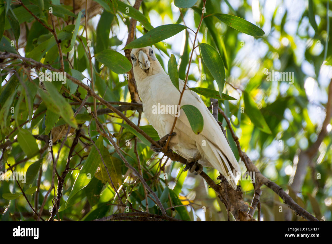 Little Corella bird in Australia Stock Photo - Alamy