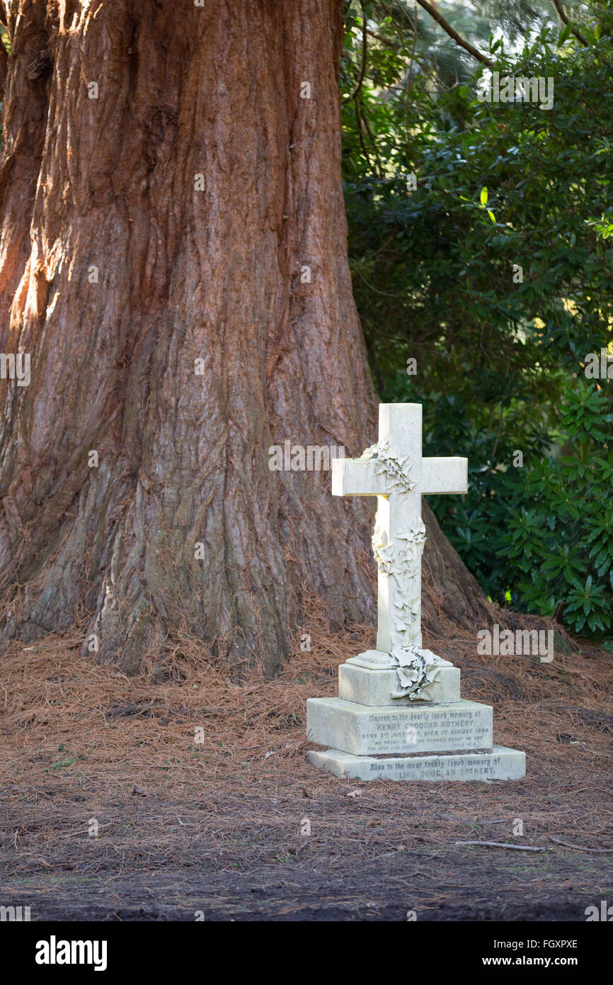 A stone ivy cross, standing directly in front of a tree Stock Photo - Alamy