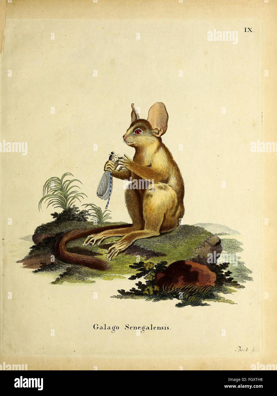 Different species across natural habitats hi-res stock photography and ...