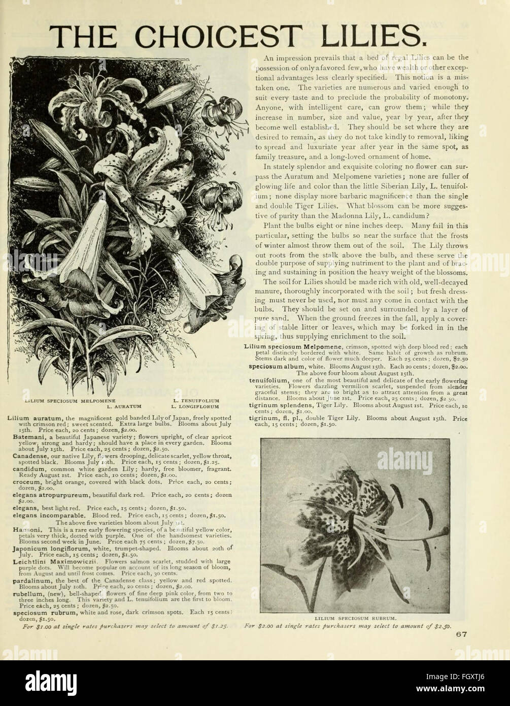 Floral guide rochester hi-res stock photography and images - Alamy