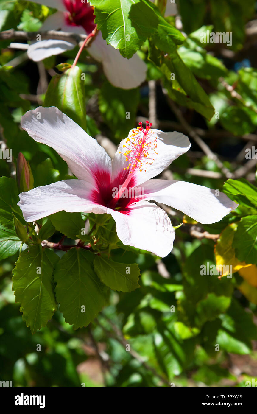 Hibiscus flower andalucia hi-res stock photography and images - Alamy