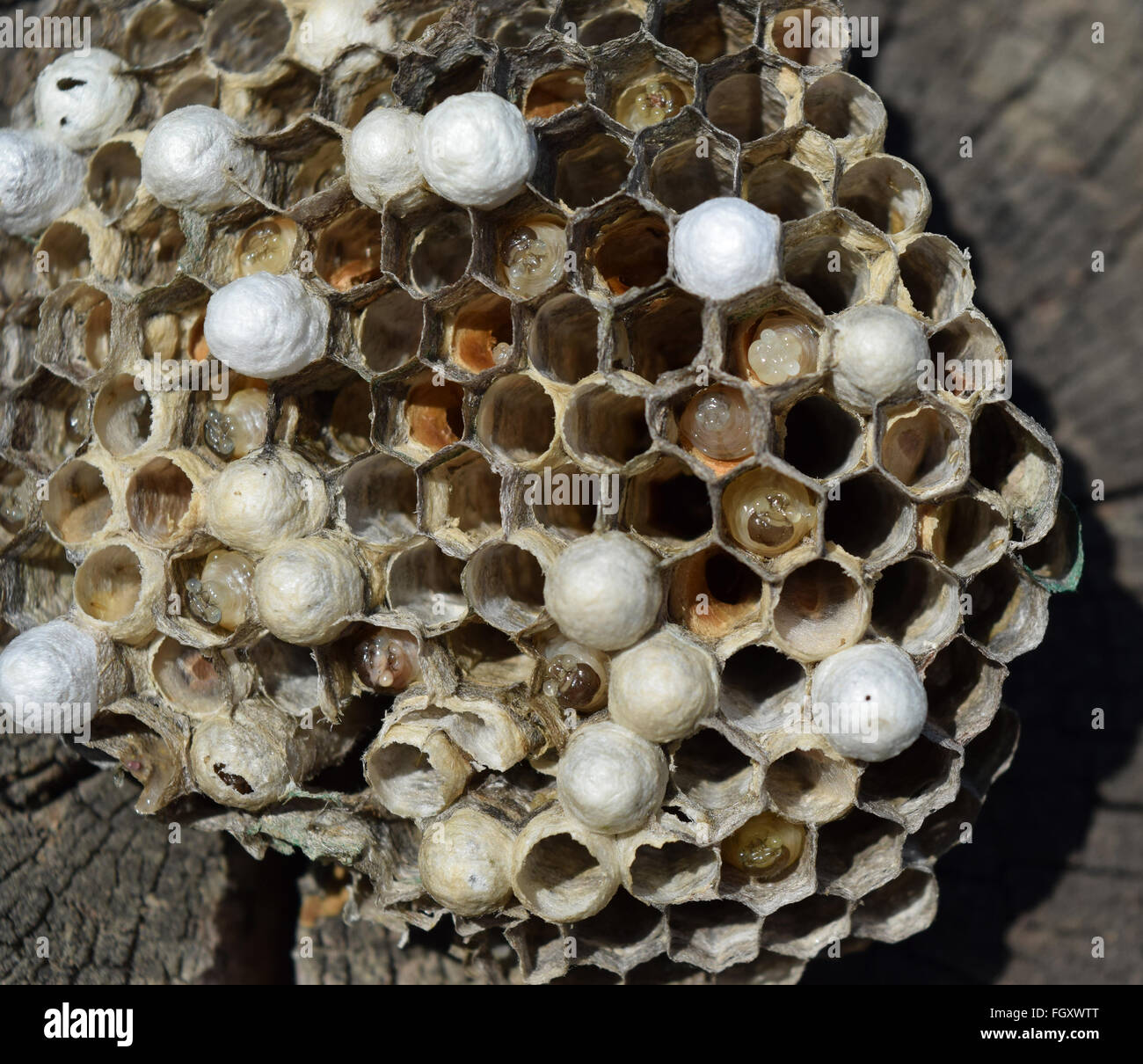 Wasp nest lying on a tree stump. Wasps polist. The nest of a family of ...