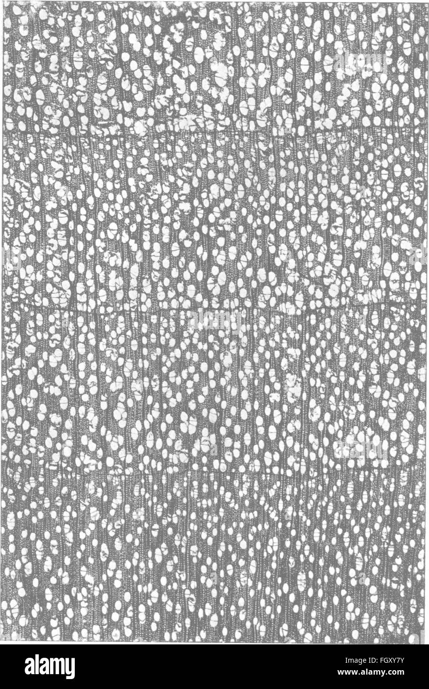 Industrial timber treatment Black and White Stock Photos & Images - Alamy