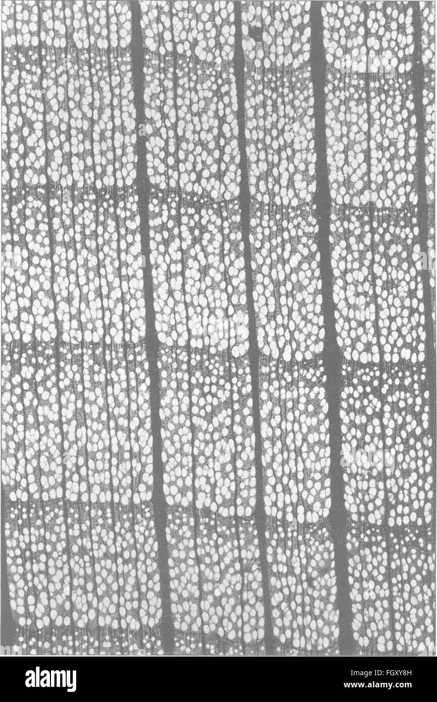 Manual on timber provides hi-res stock photography and images - Alamy