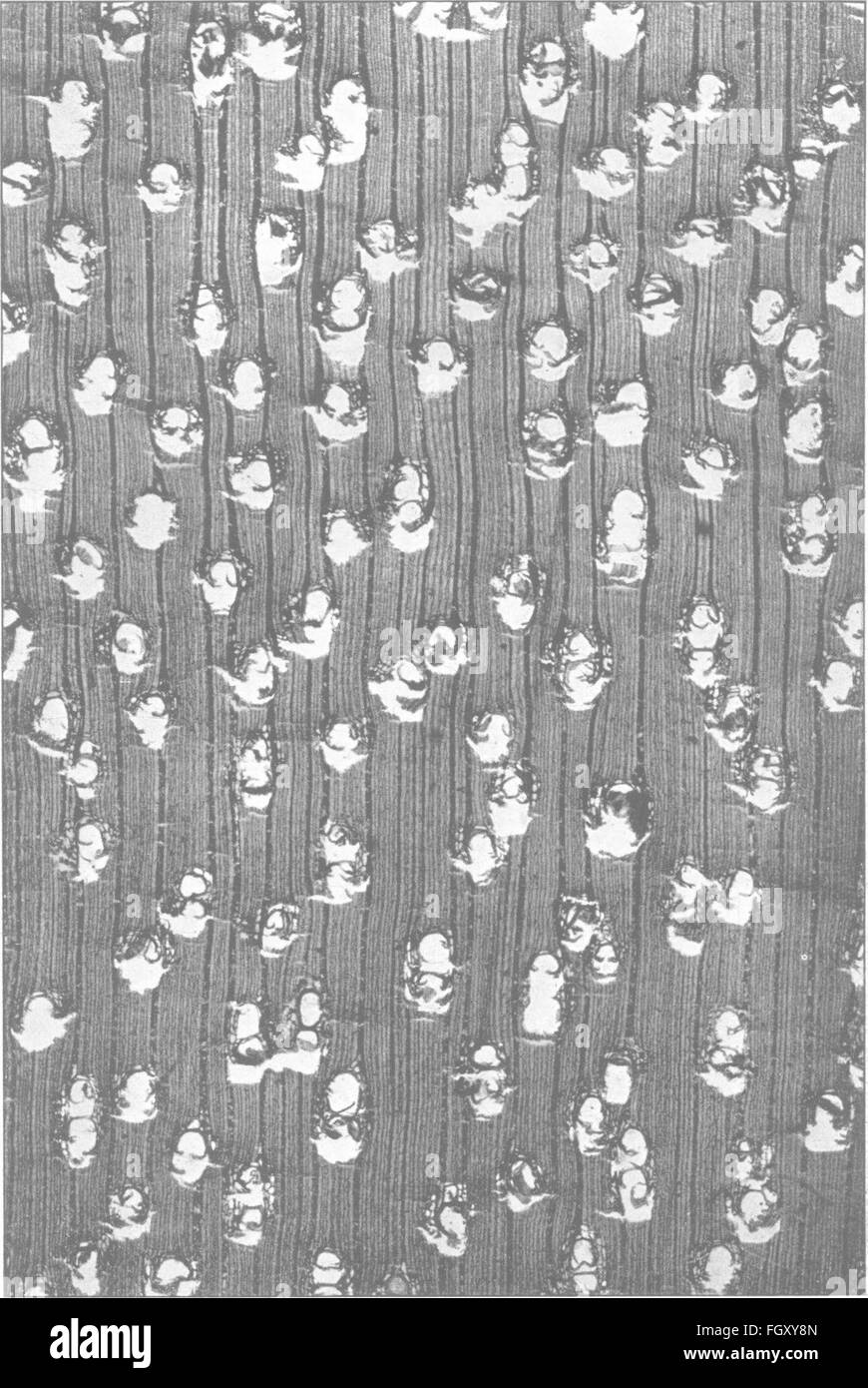 'Wood' (1908) is a detailed guide on the natural history and industrial ...