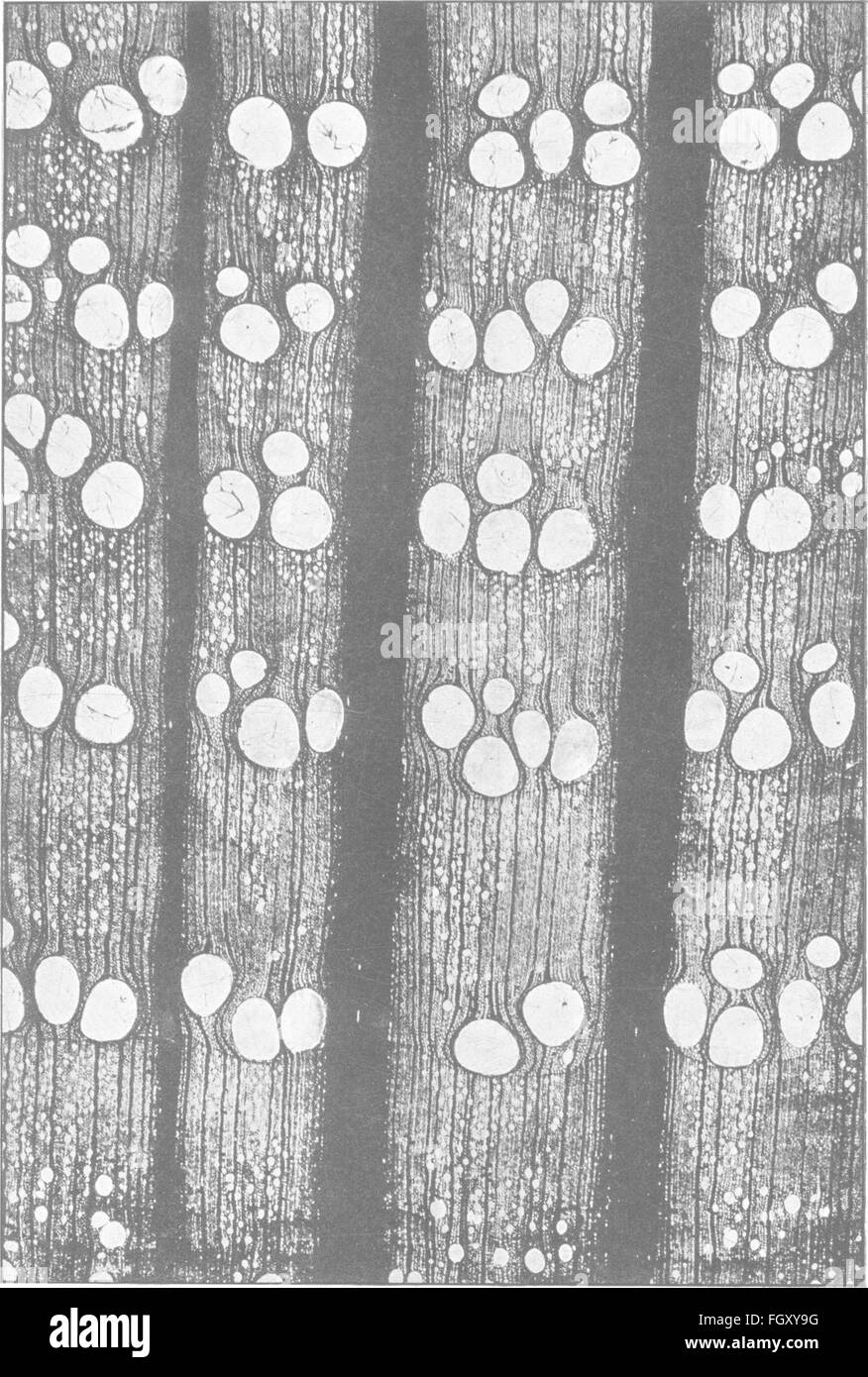 Uses of timber Black and White Stock Photos & Images - Alamy