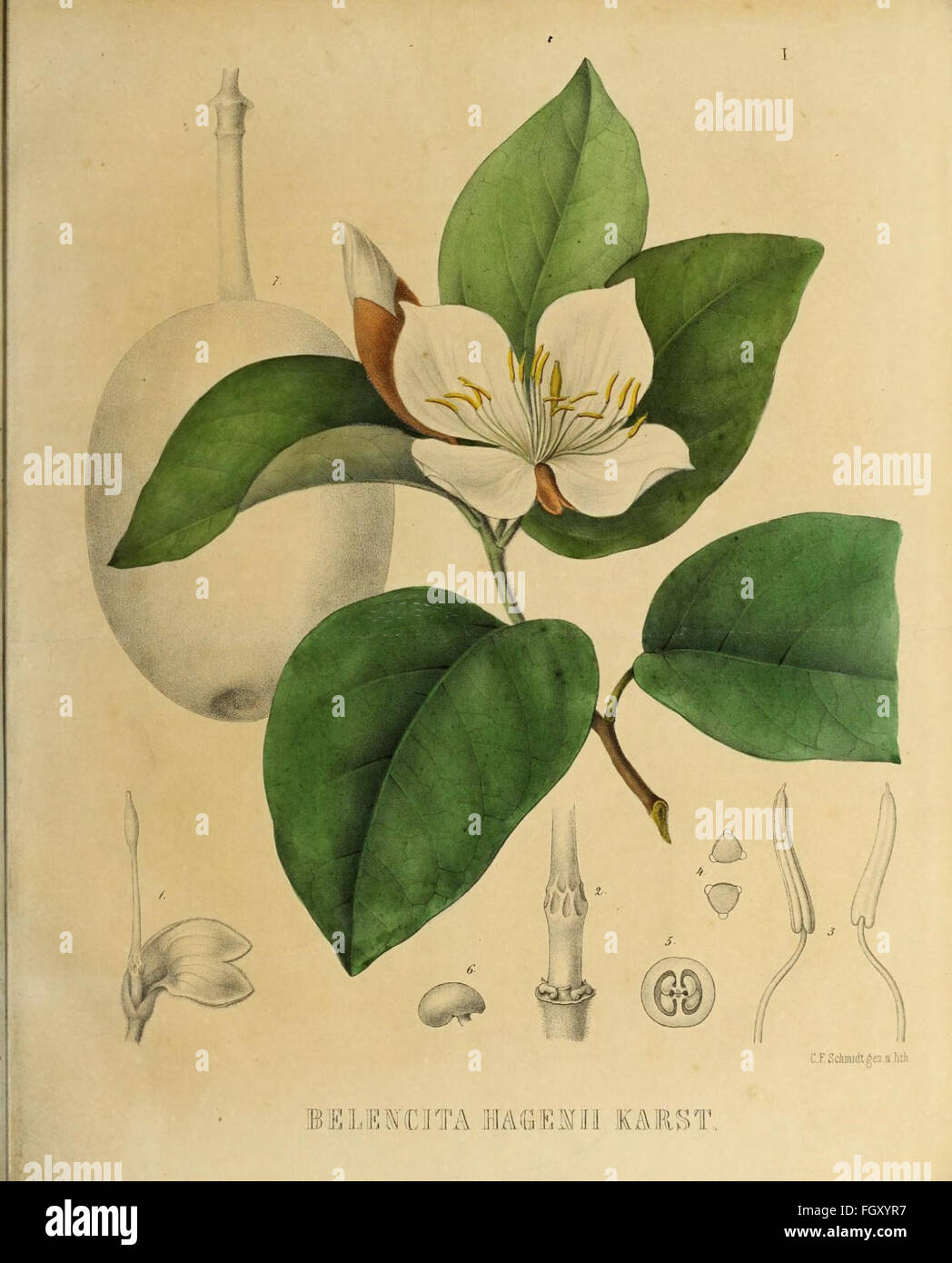 A German gardening magazine, offering practical advice and tips for ...