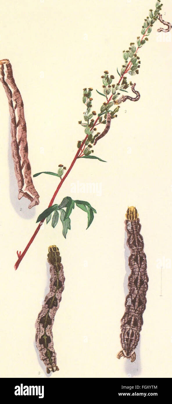 A biological study of the Eupithecia species, focusing on their ...