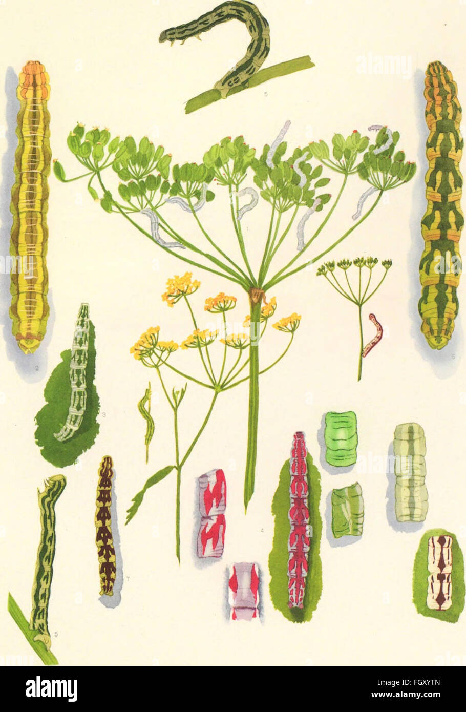 This 1910 work provides a detailed biological study of the Eupithecia ...
