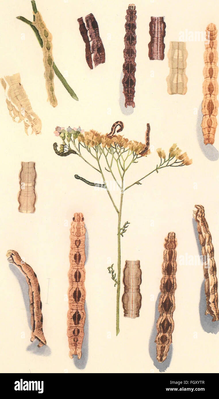 This 1910 work delves into the biology of Eupithecia moths, detailing ...