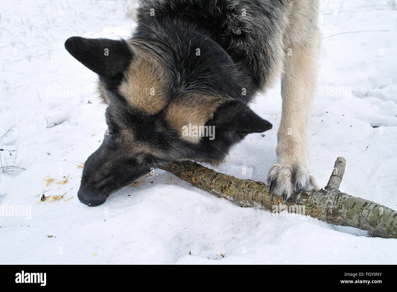 Dog Biting A Stick Stock Photo - Alamy