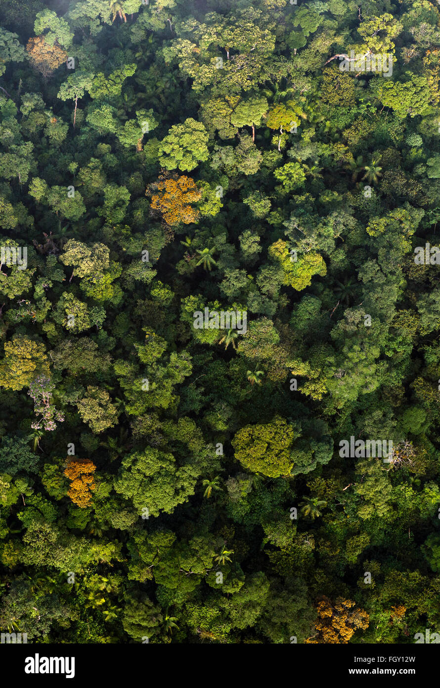Aerial view of the primary Atlantic Rainforest of SE Brazil Stock Photo ...