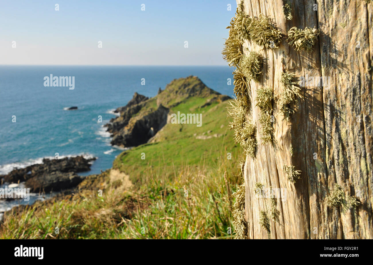 Lichen on old post, on coastal path nr Cudden Point, Prussia Cove ...
