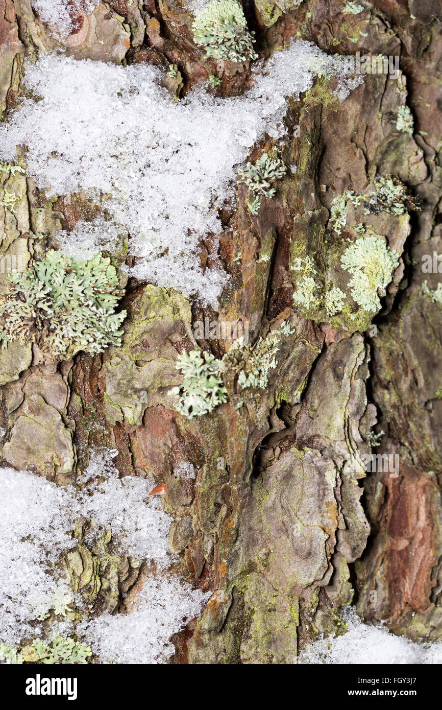Pine Tree Stem with Snow close up Stock Photo - Alamy