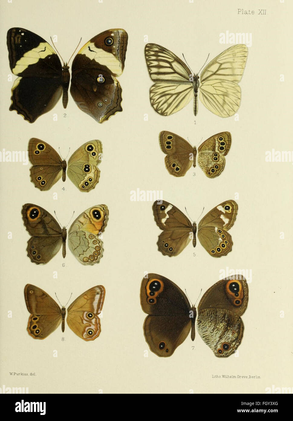 This work catalogues various species of butterflies found in China ...