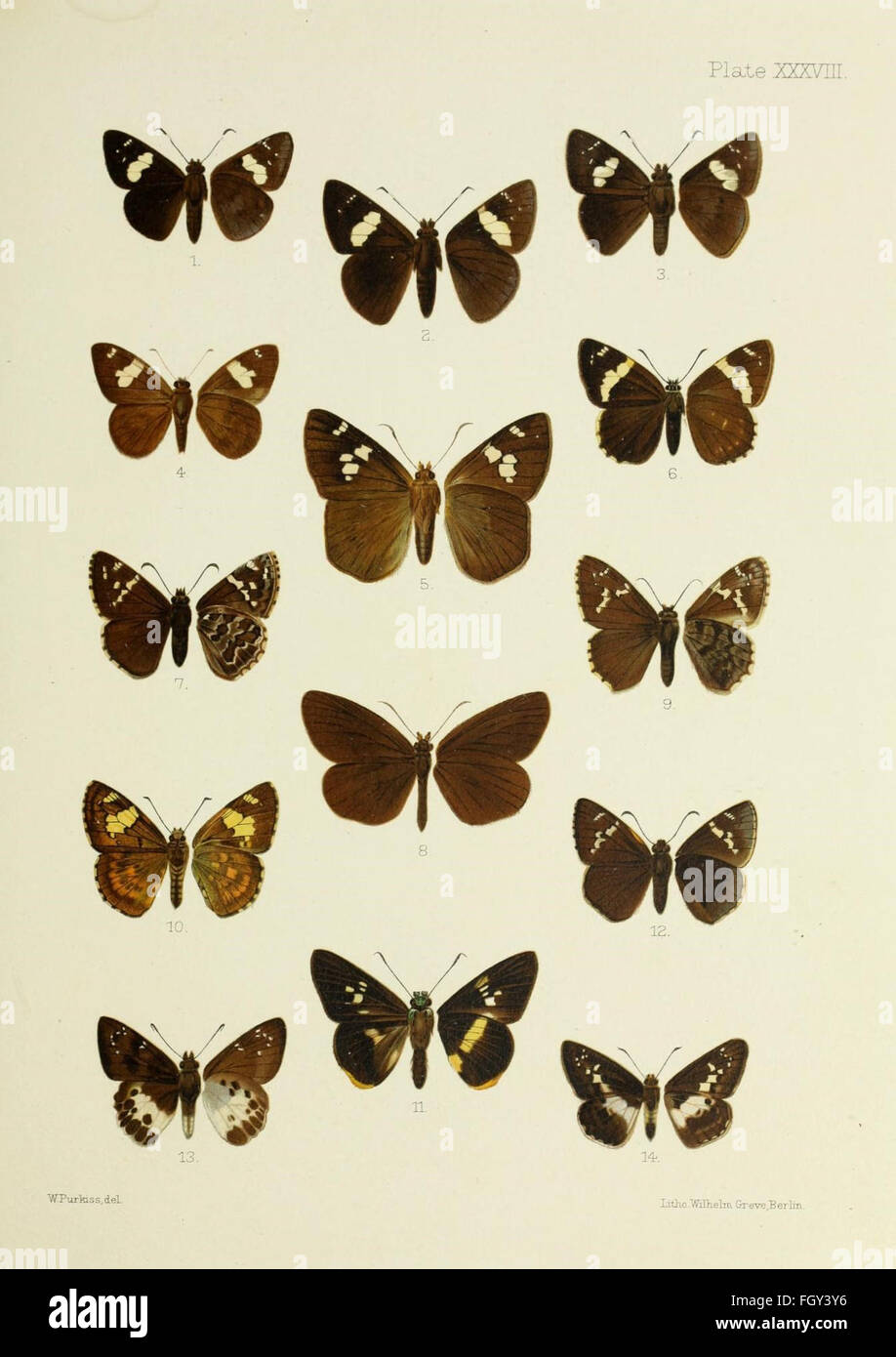 This work provides a detailed exploration of butterflies native to ...