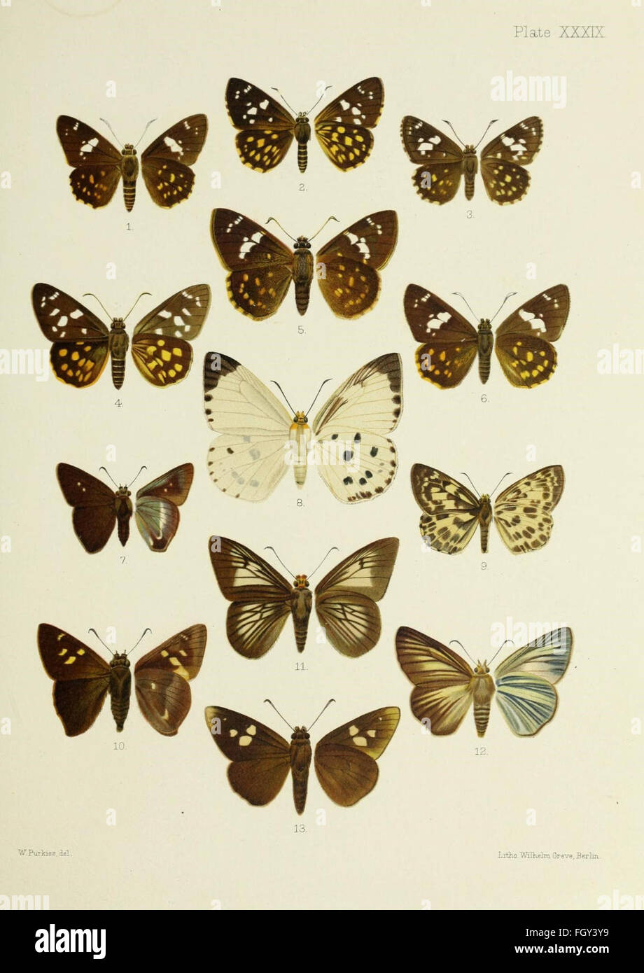 This work explores the diverse butterfly species native to China, Japan ...