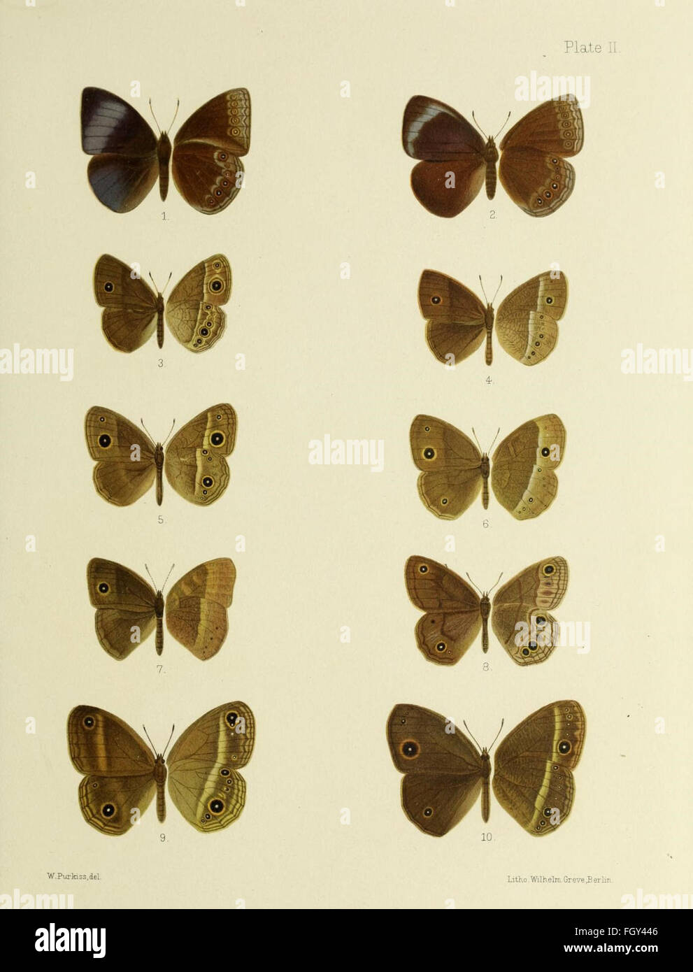 Understanding butterfly classification hi-res stock photography and ...