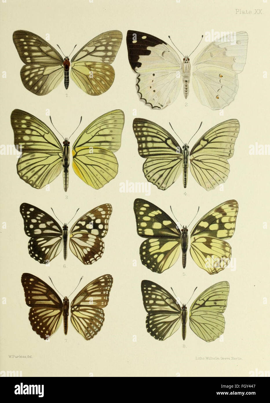 Butterflies from China, Japan, and Corea Stock Photo - Alamy