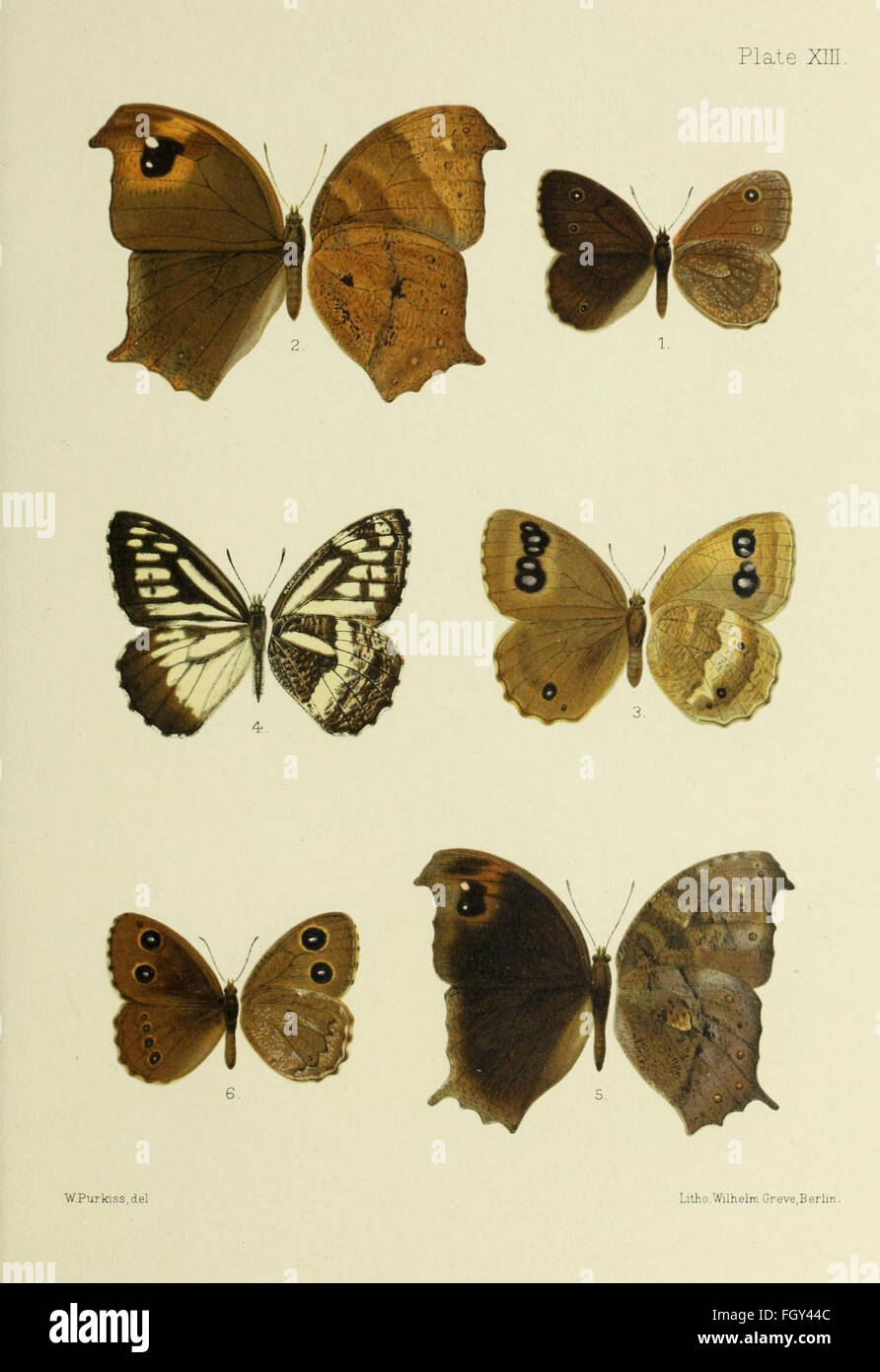 This work features butterfly species from China, Japan, and Korea ...