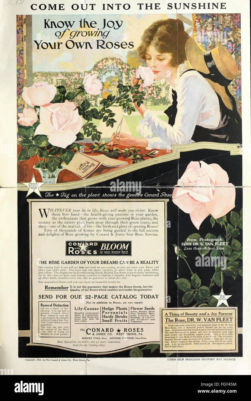 Rose culture roses u s department of agriculture hi-res stock ...