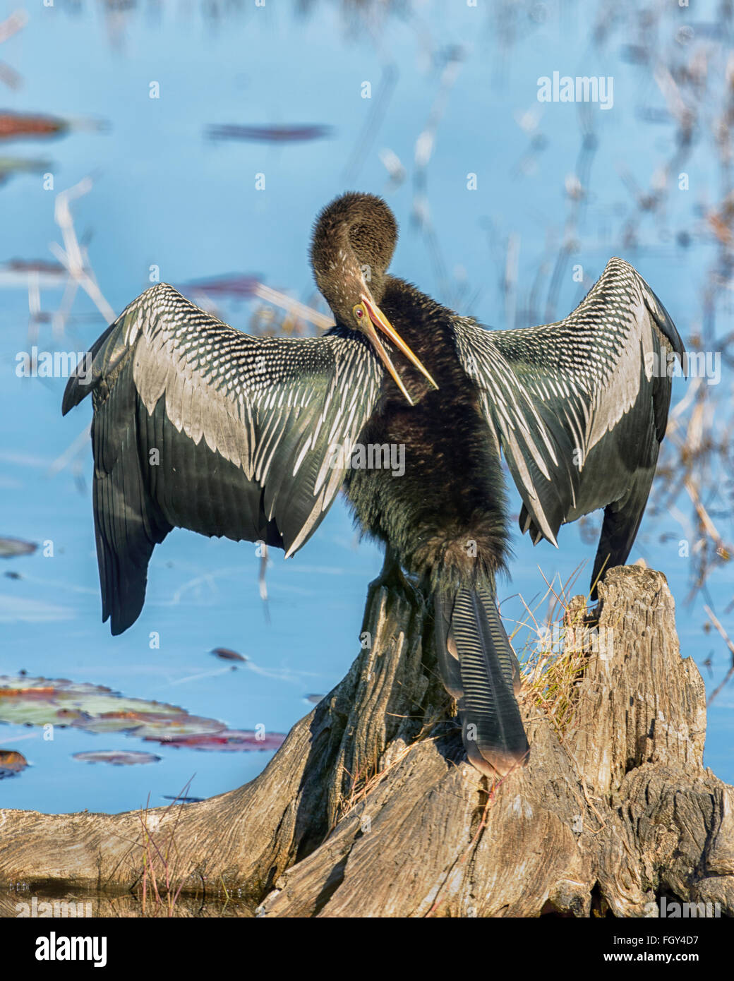 Anhinga birds hi-res stock photography and images - Alamy