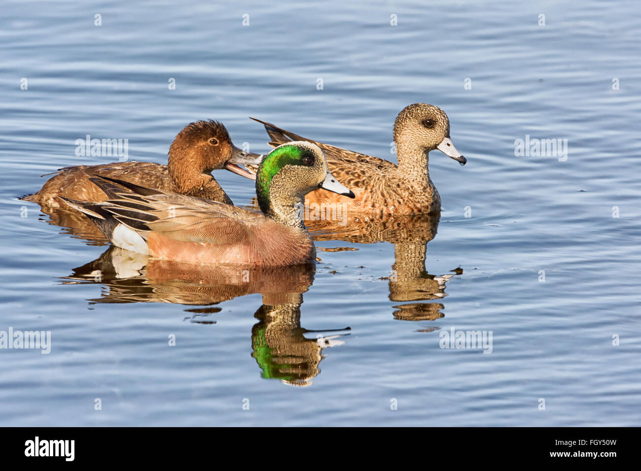 American wigeon ducks hi-res stock photography and images - Alamy