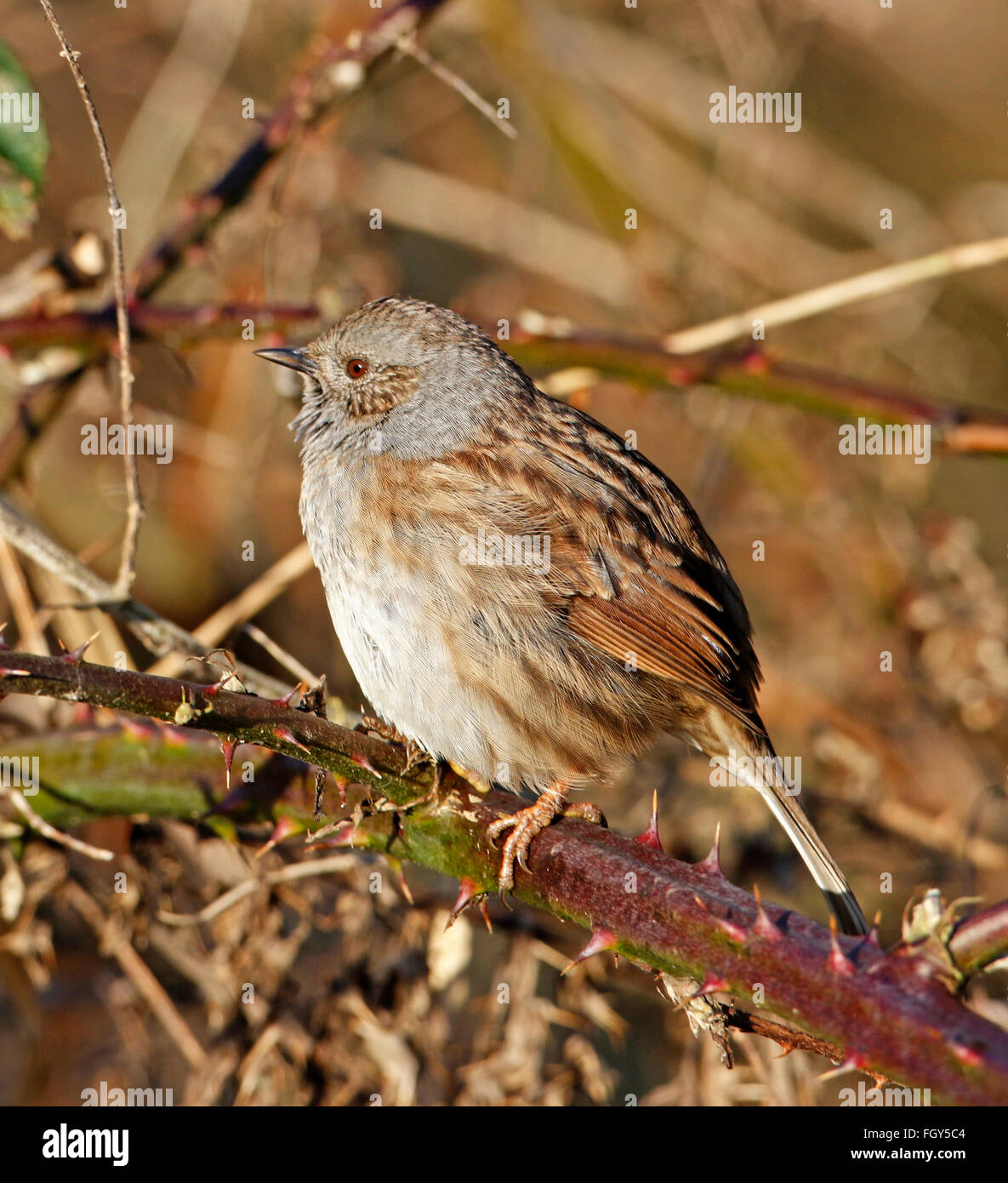 Dunnock ( Prunella modularis Stock Photo - Alamy