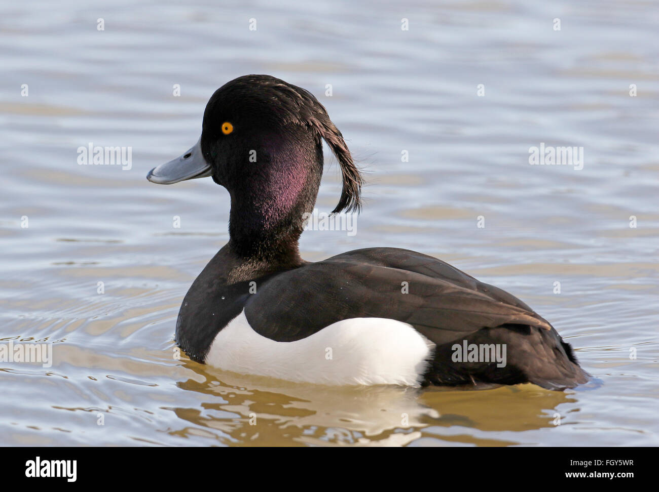 Tufted Duck (Aythya fuligula Stock Photo - Alamy
