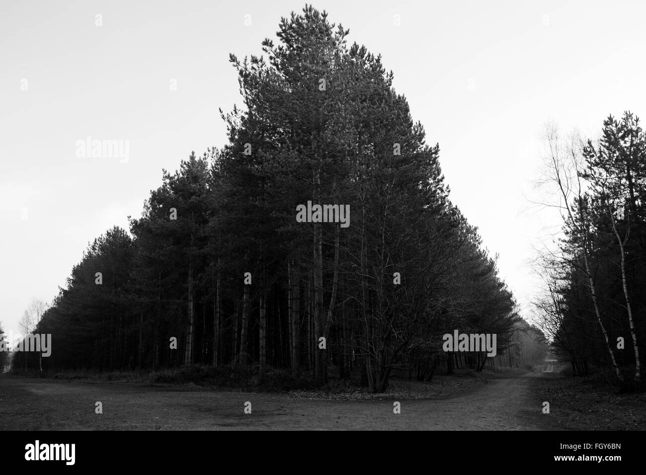 Rendlesham forest hi-res stock photography and images - Alamy