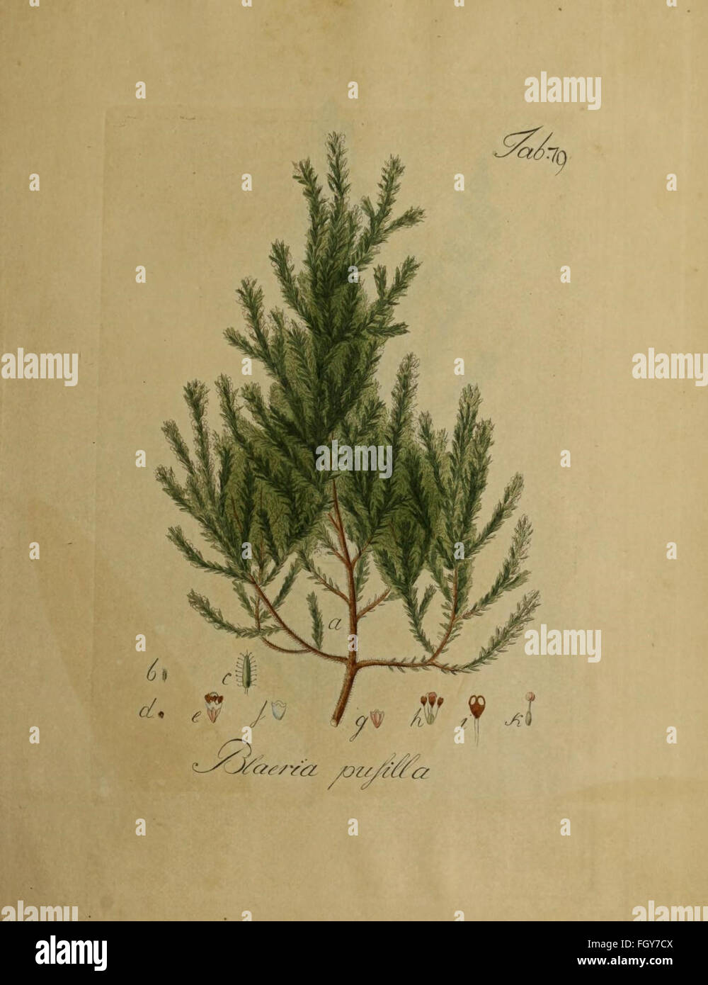 Botanical collection indigenous exotic hi-res stock photography and ...