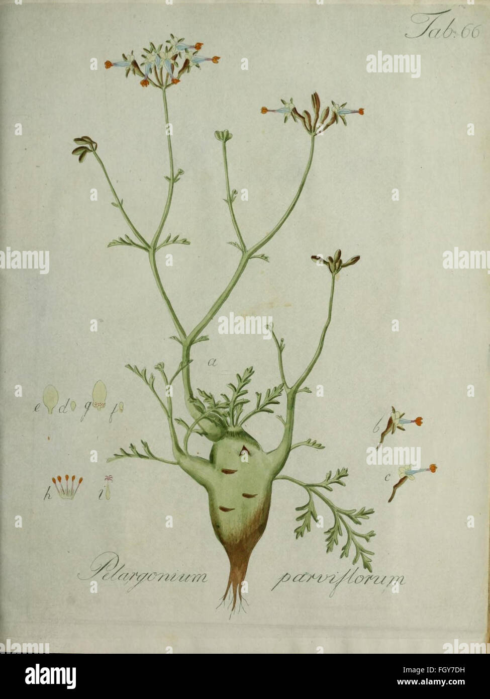 'Collectio Plantarum Tam Exoticarum, Quam Indigenarum' is a botanical ...